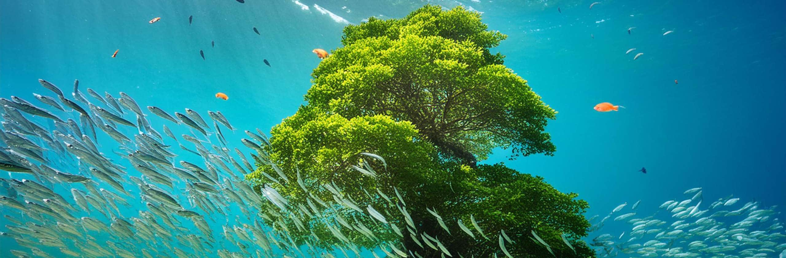 鳳 空斗さん(黒魔術士&3Dモデラー&V&デザイナー)のプロフィール | ココナラ