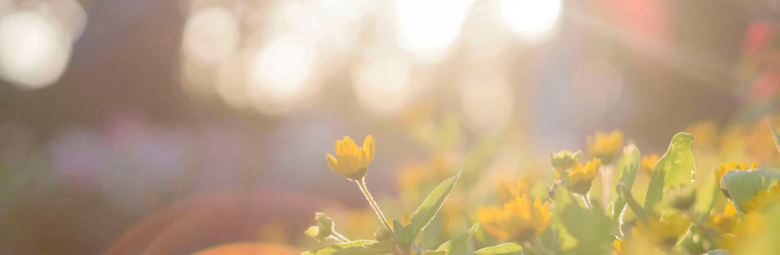 cleansoul_mariさんのスキル/経歴 | ココナラ