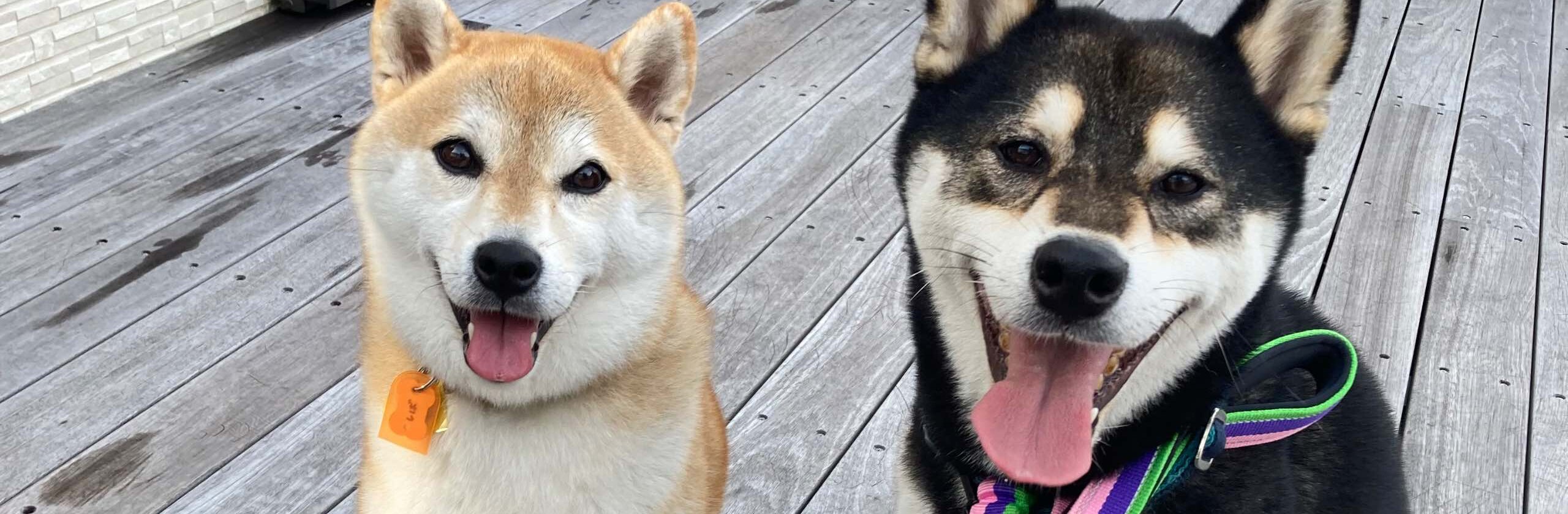 Haru動画さん(動画編集&ママ)のプロフィール | ココナラ