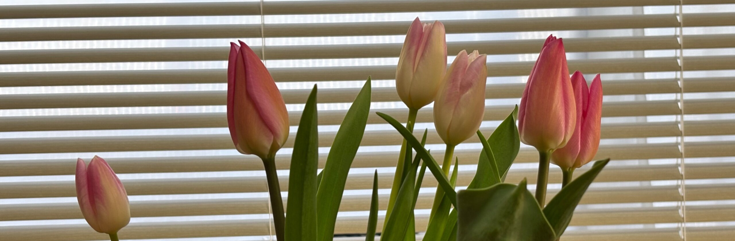 lifemental_misaさんのプロフィール | ココナラ